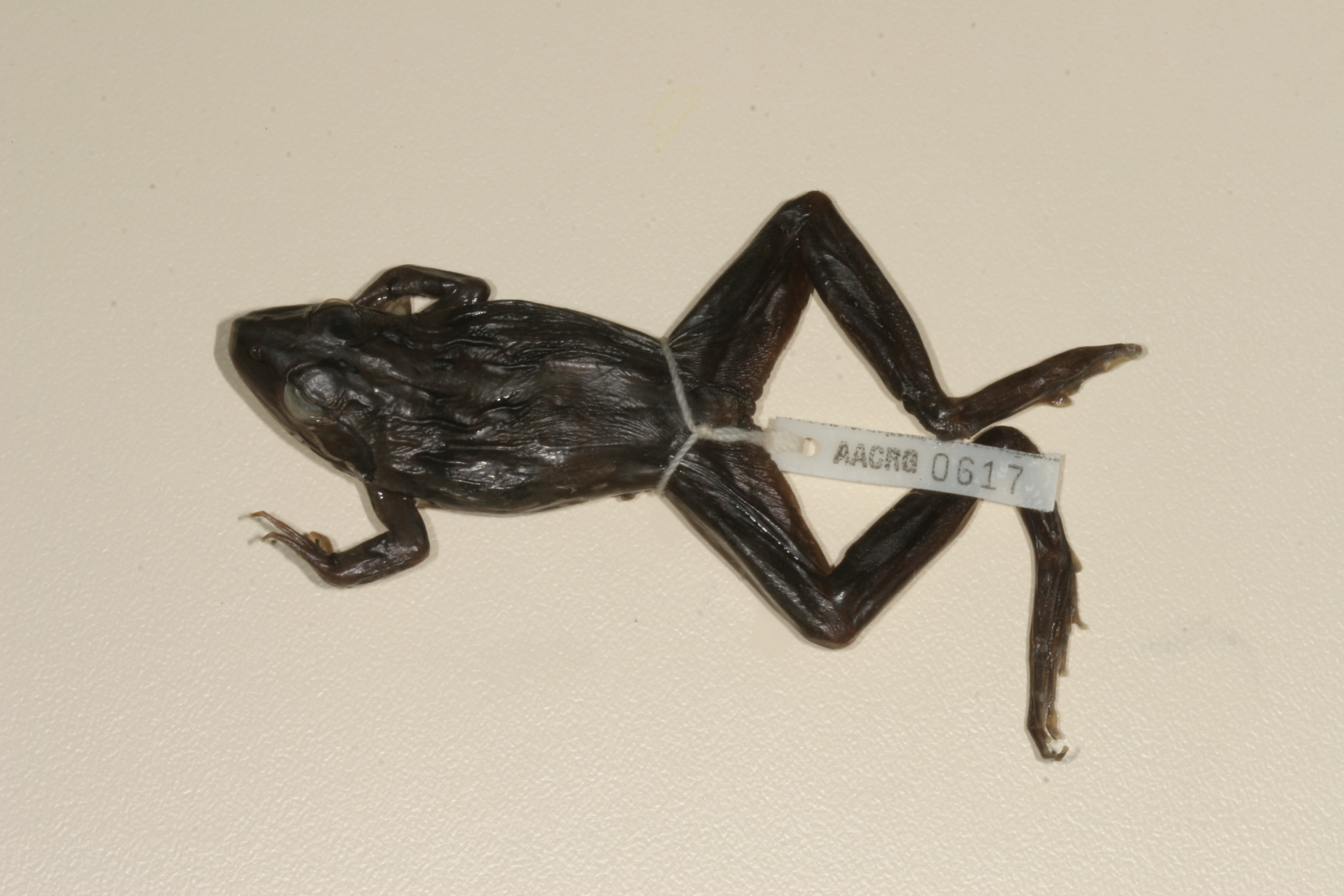 Amietia angolensis (Bocage, 1866)