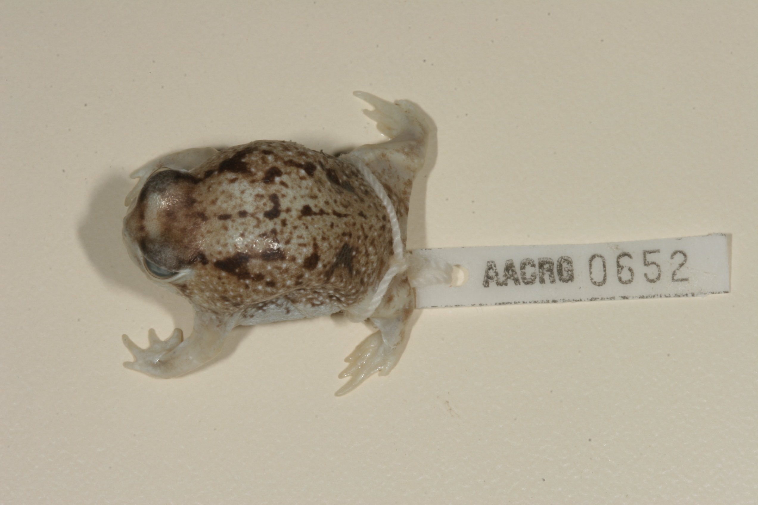 Breviceps macrops Boulenger, 1907