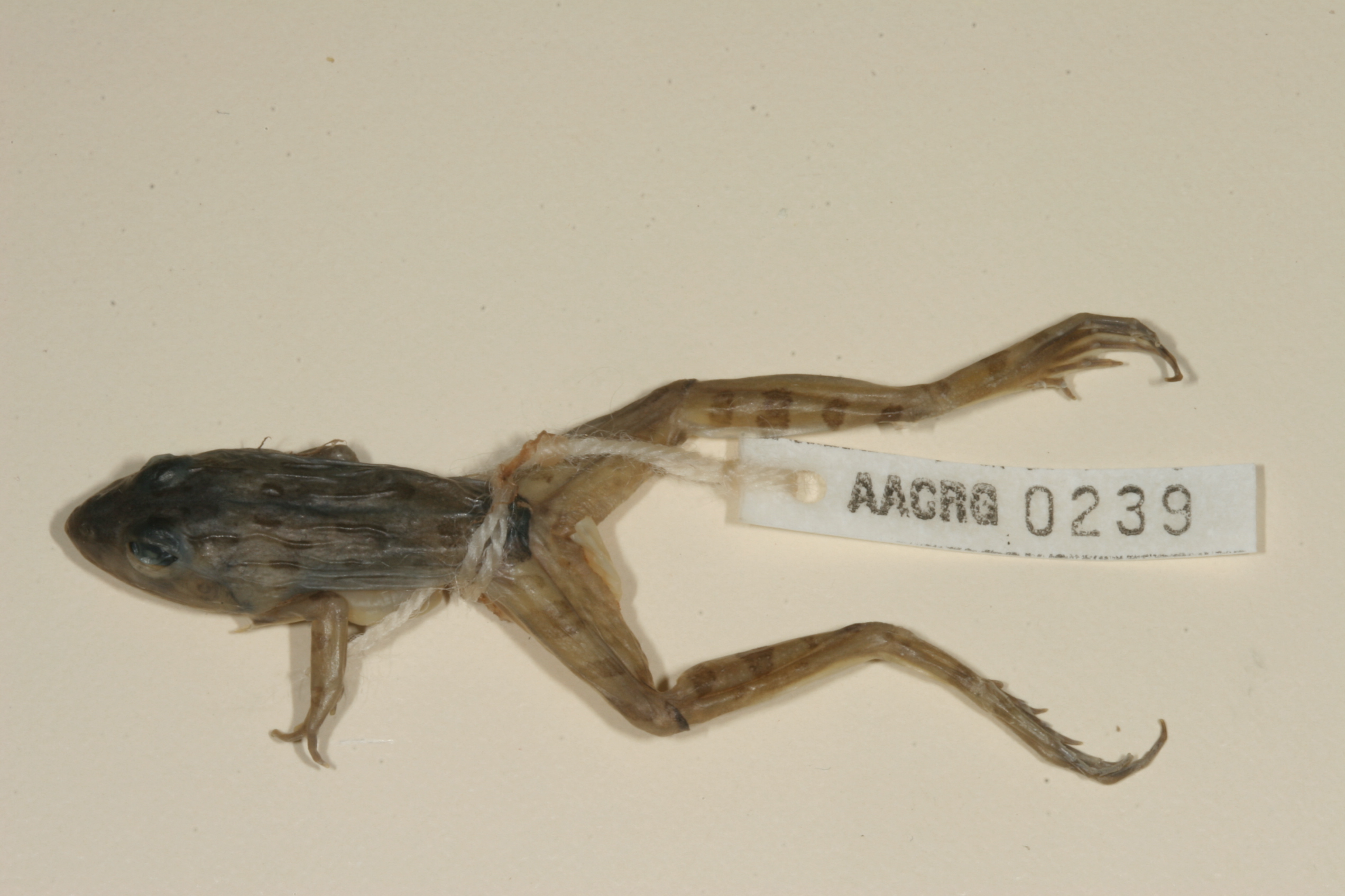 Amietia angolensis (Bocage, 1866)