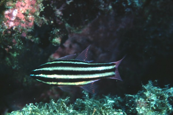 Apogon angustatus (Smith & Radcliffe, 1911)