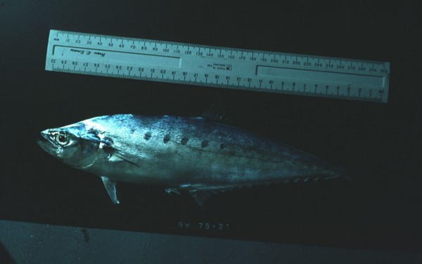 Scomberoides tol (Cuvier, 1832)