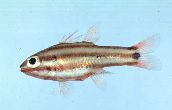 Apogon angustatus (Smith & Radcliffe, 1911)