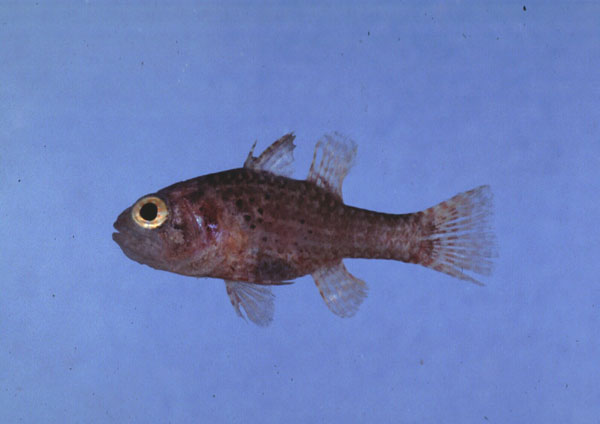 Fowleria variegata (Valenciennes, 1832)