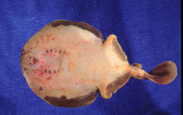 Narke capensis (Gmelin, 1789)