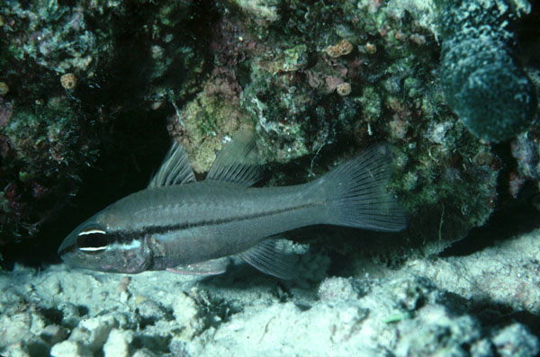 Apogon abrogramma Fraser & Lachner, 1985