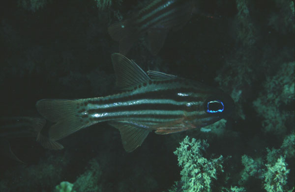 Apogon compressus (Smith & Radcliffe, 1911)