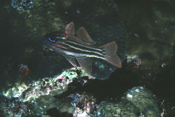 Apogon compressus (Smith & Radcliffe, 1911)