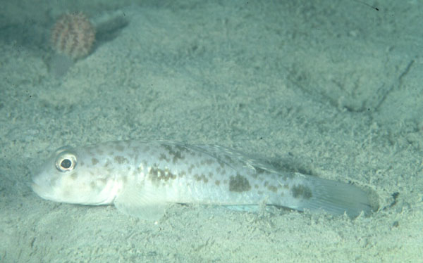 Yongeichthys Whitley, 1932