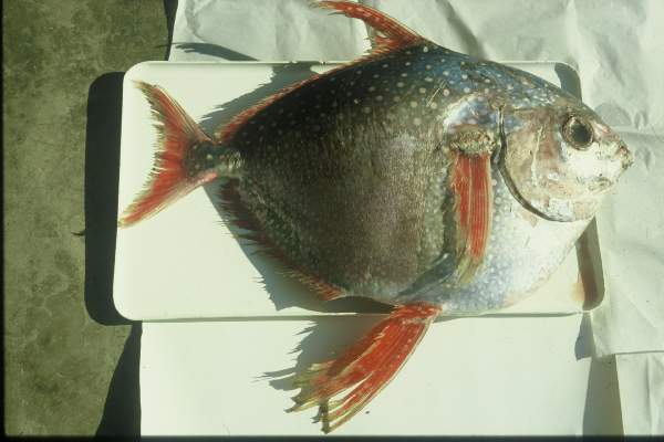 Lampris Retzius, 1799