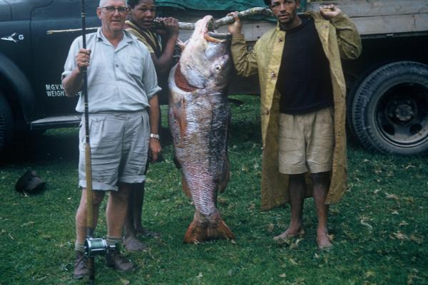 Petrus rupestris (Valenciennes, 1830)