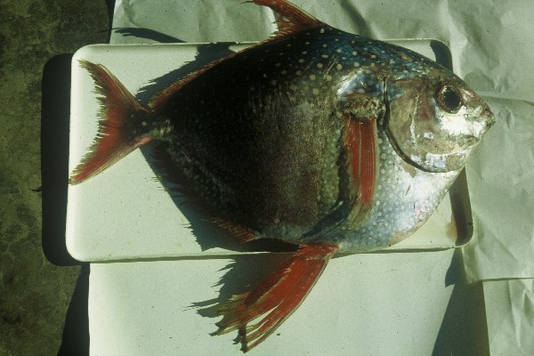 Lampris Retzius, 1799