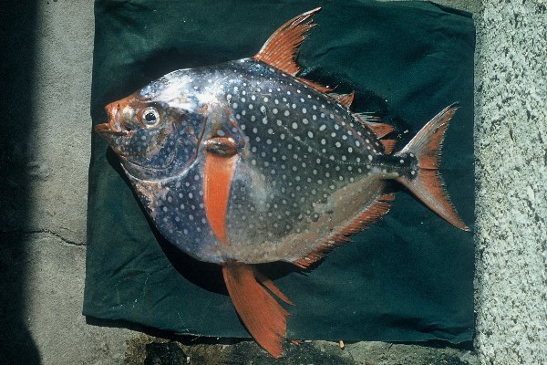 Lampris Retzius, 1799