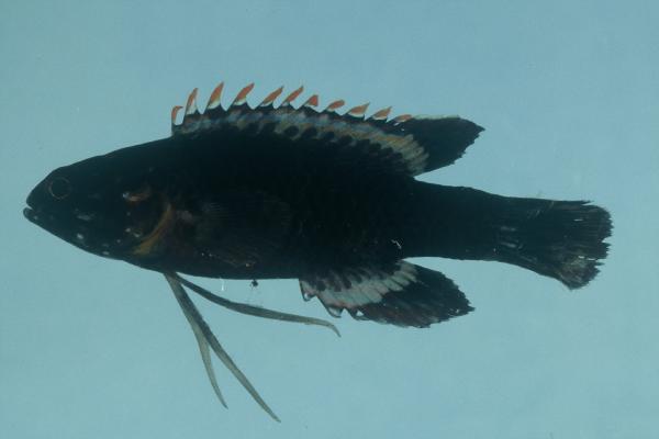 Plesiops coeruleolineatus Rüppell, 1835