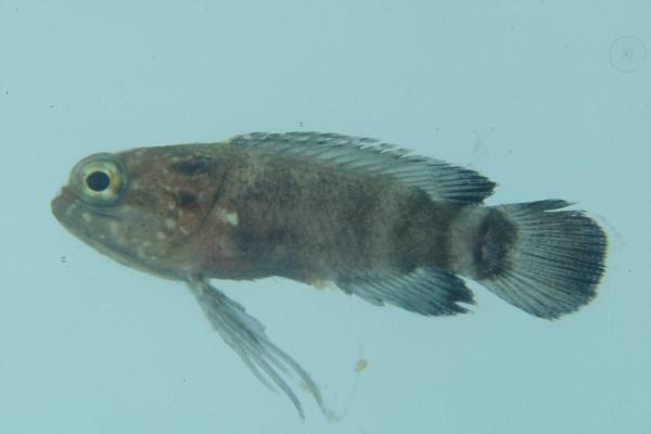 Plesiops coeruleolineatus Rüppell, 1835