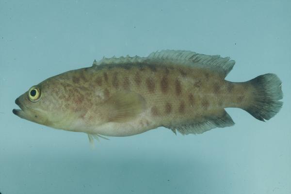 Aporops bilinearis Schultz, 1943