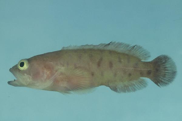 Aporops bilinearis Schultz, 1943