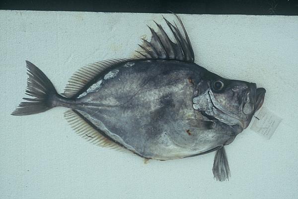 Zenopsis conchifer (Lowe, 1852)