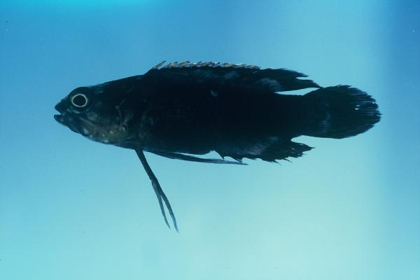 Plesiops coeruleolineatus Rüppell, 1835