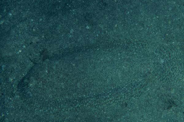 Aseraggodes borehami Randall, 1996