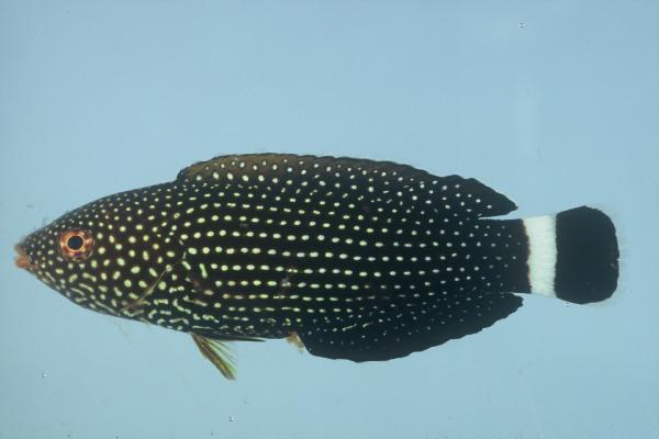 Anampses lineatus Randall, 1972