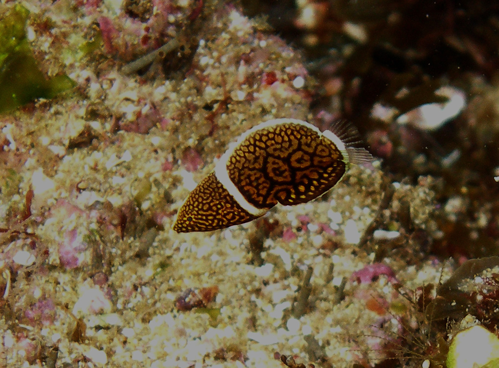 Anampses lineatus Randall, 1972