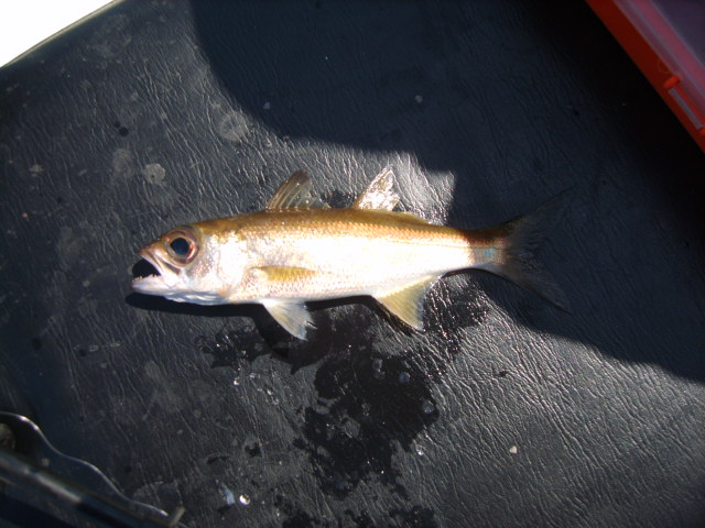 Scombrops boops (Houttuyn, 1782)