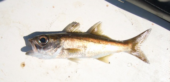 Scombrops boops (Houttuyn, 1782)