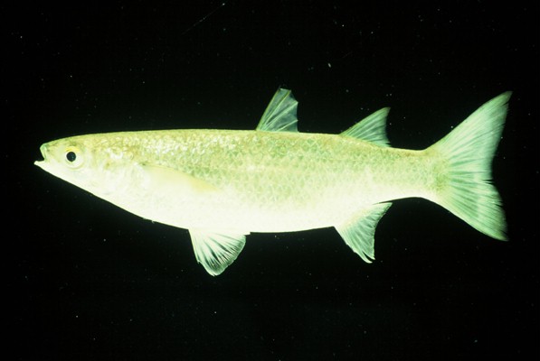 Chelon dumerili (Steindachner, 1870)