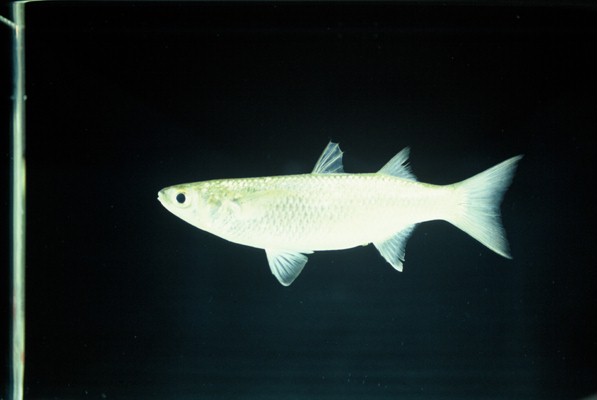 Chelon dumerili (Steindachner, 1870)