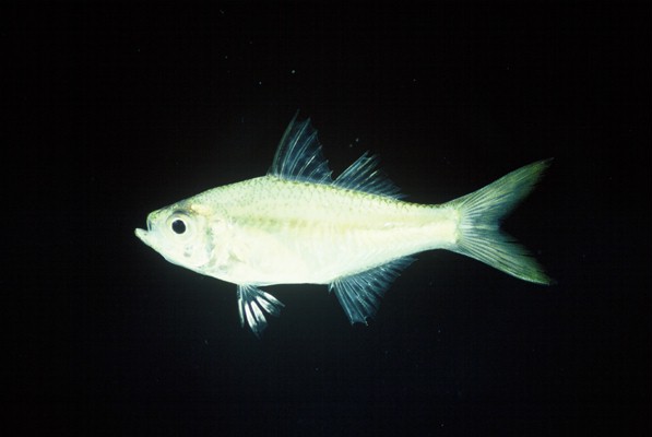 Ambassis gymnocephalus (Lacepède, 1802)