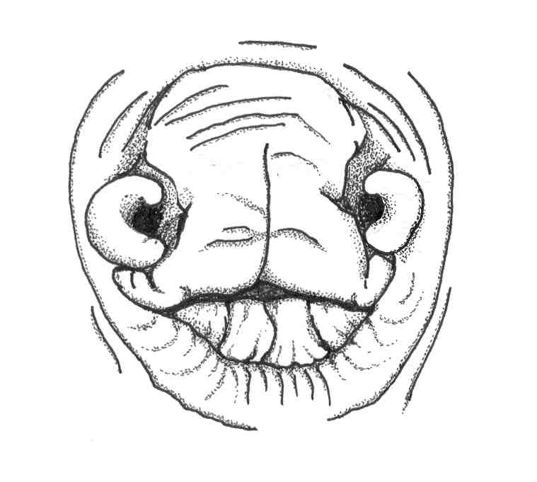 Narke capensis (Gmelin, 1789)