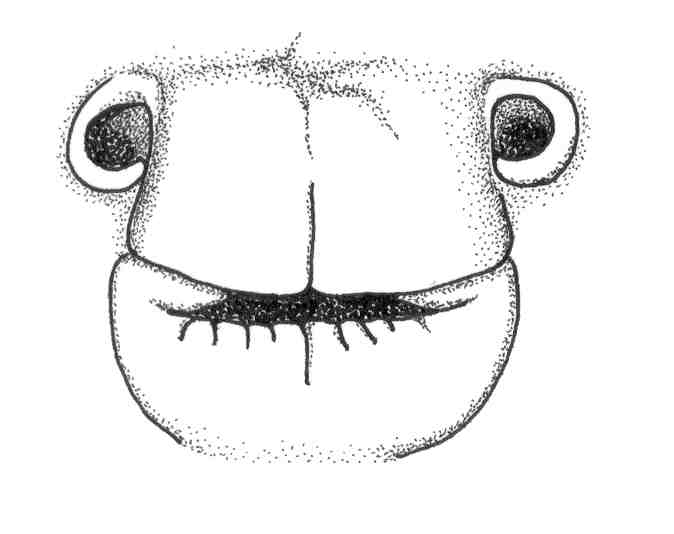 Temera hardwickii Gray, 1831