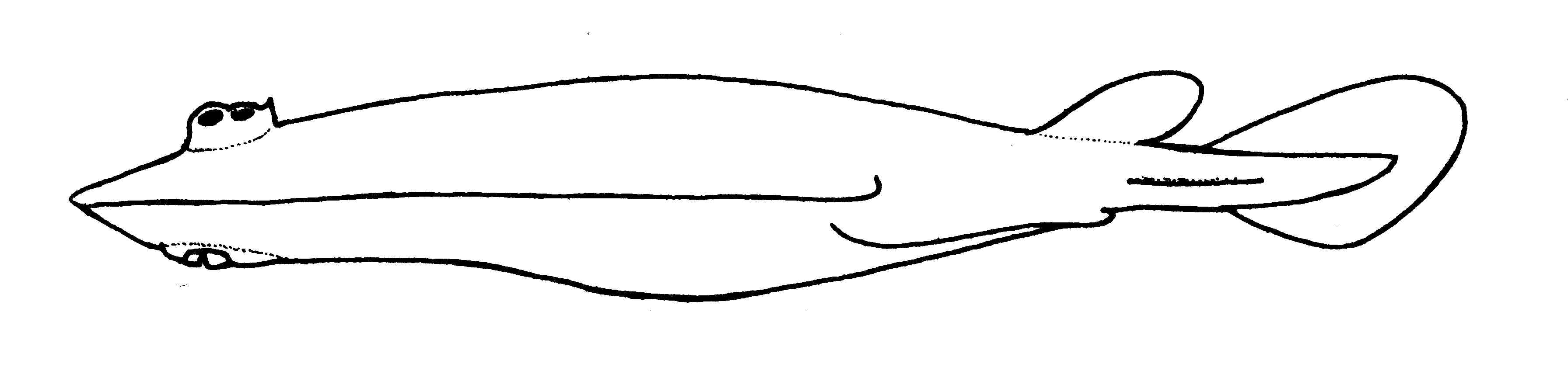 Narke capensis (Gmelin, 1789)