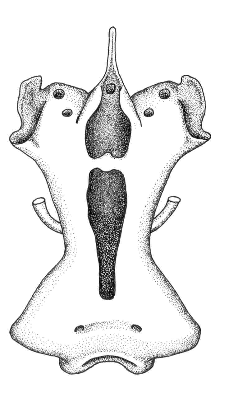 Narke capensis (Gmelin, 1789)