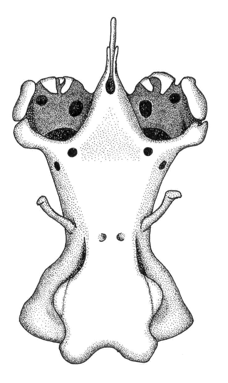 Narke capensis (Gmelin, 1789)