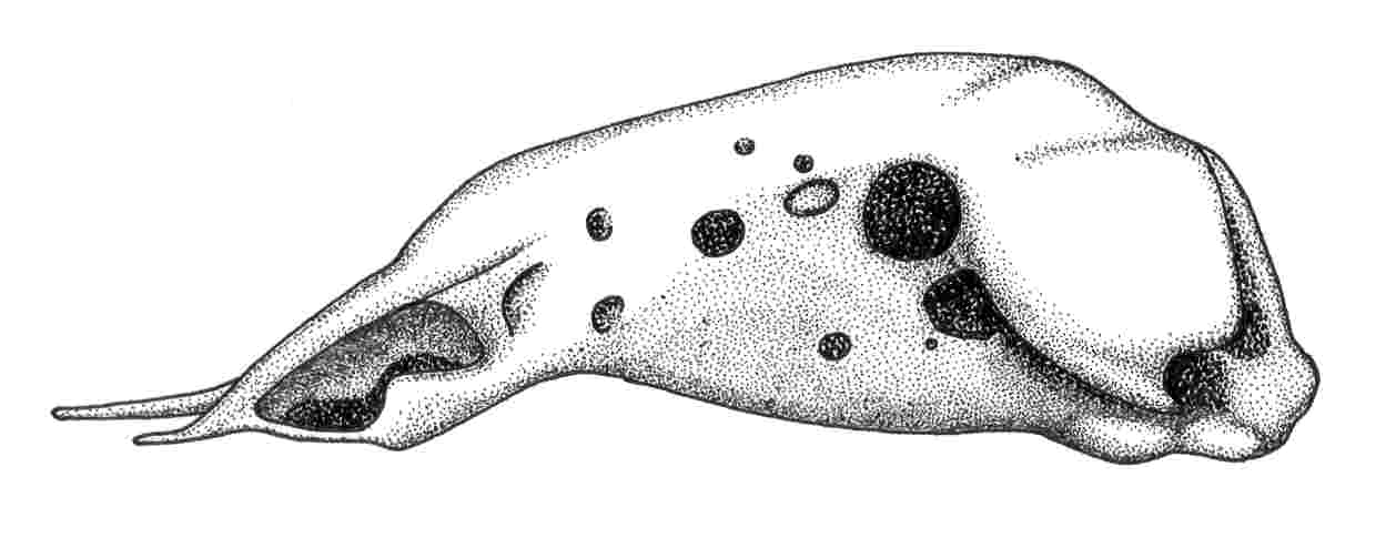 Narke capensis (Gmelin, 1789)