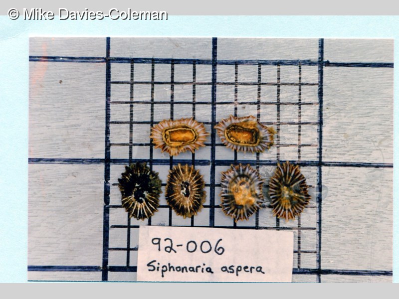 Siphonaria serrata (Fischer von Waldheim, 1807)