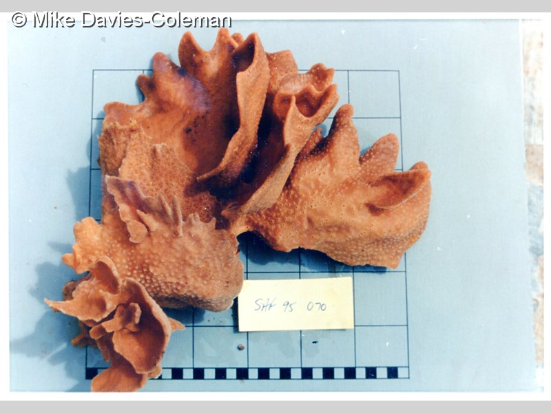 Isodictya grandis (Ridley & Dendy, 1886)