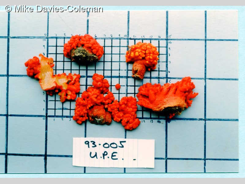 Alcyonium valdiviae Kükenthal, 1906