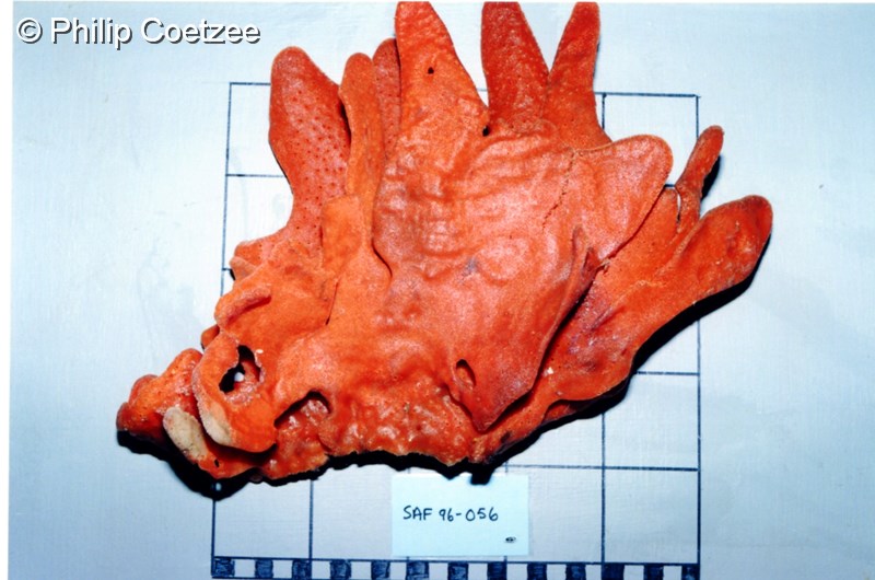 Isodictya grandis (Ridley & Dendy, 1886)