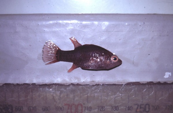 Fowleria variegata (Valenciennes, 1832)