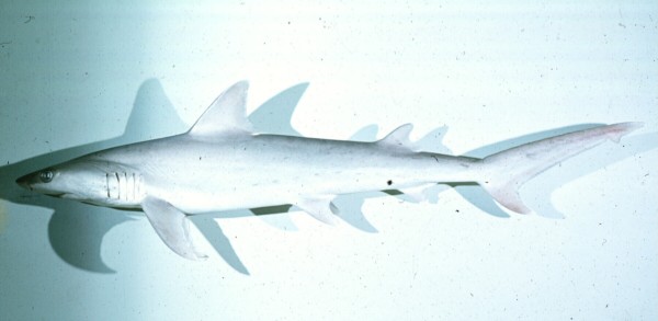 Hemipristis elongata (Klunzinger, 1871)