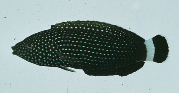 Anampses lineatus Randall, 1972