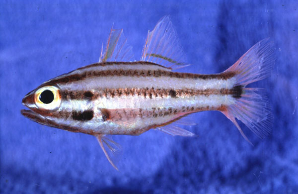 Apogon angustatus (Smith & Radcliffe, 1911)