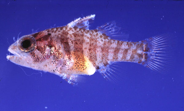 Fowleria variegata (Valenciennes, 1832)