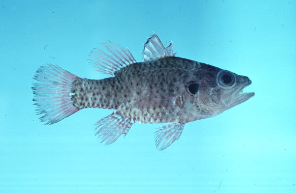 Fowleria variegata (Valenciennes, 1832)