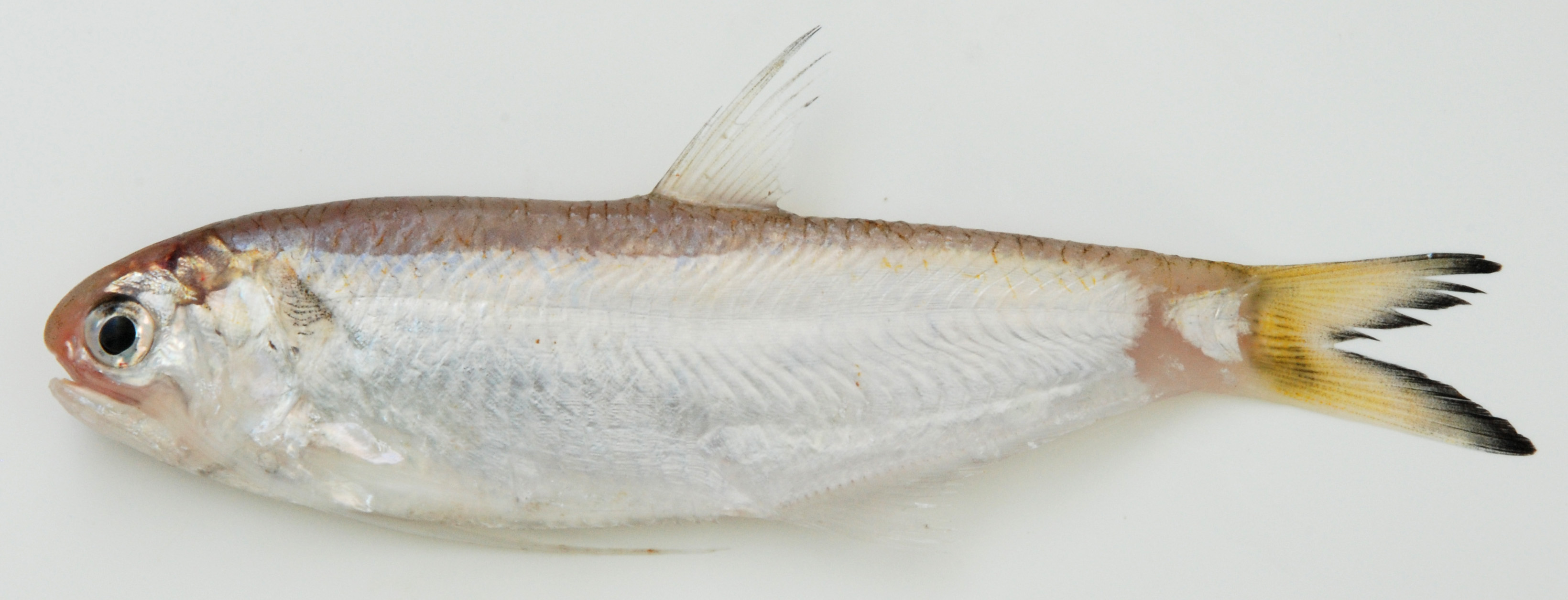 Thryssa setirostris (Broussonet, 1782)