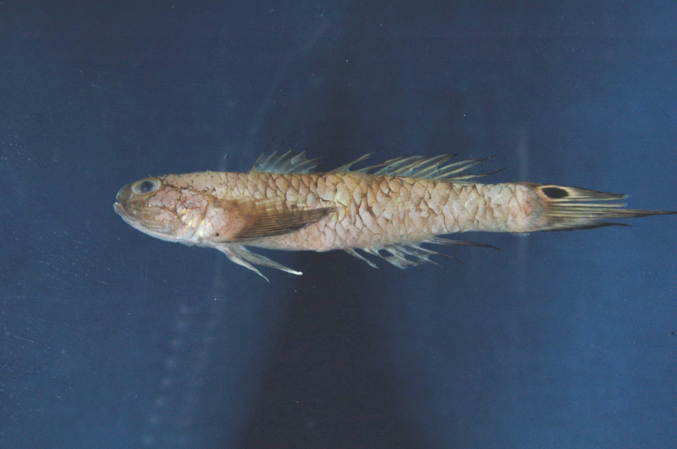 Parachaeturichthys polynema (Bleeker, 1853)