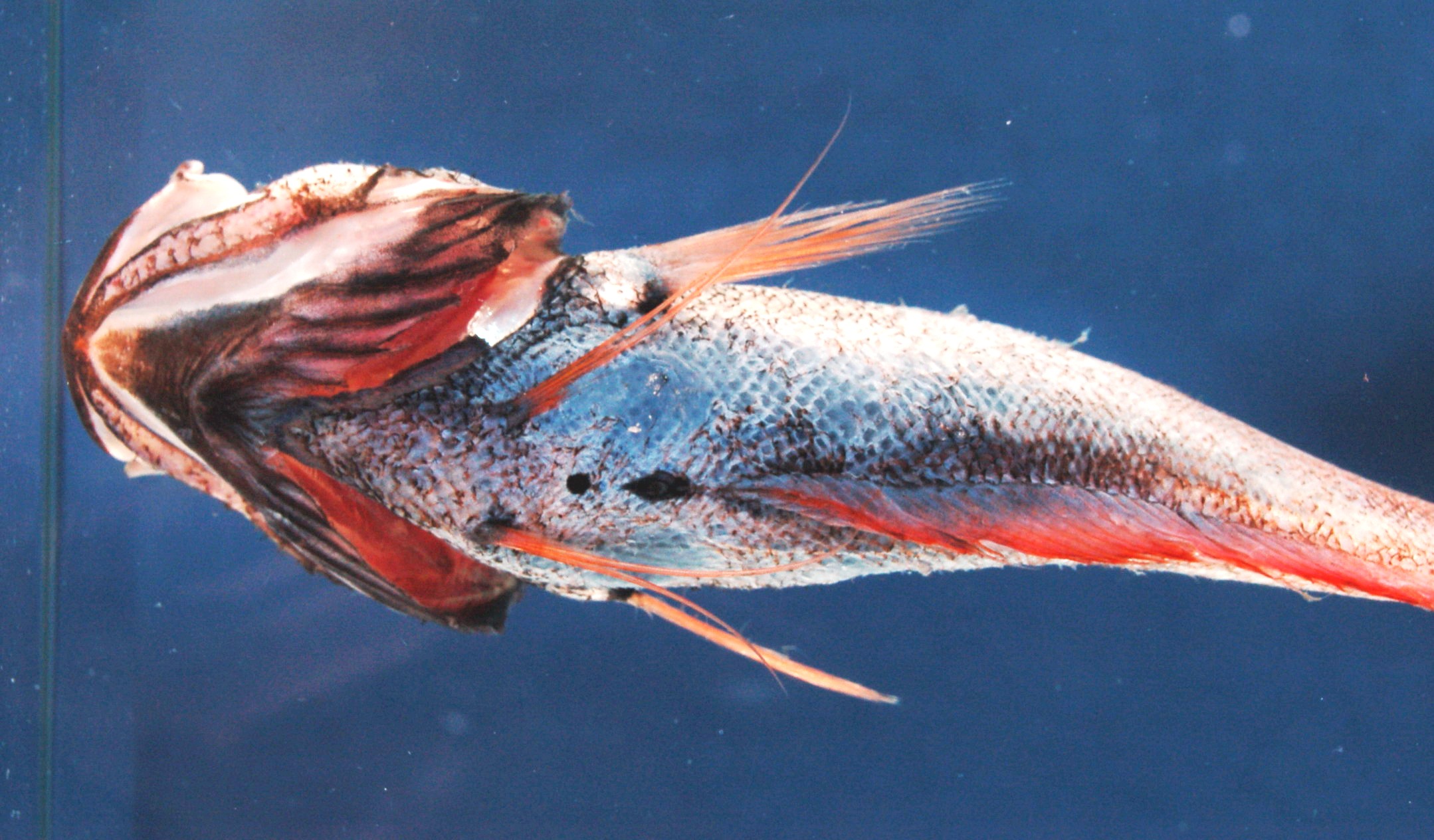 Physiculus Kaup, 1858