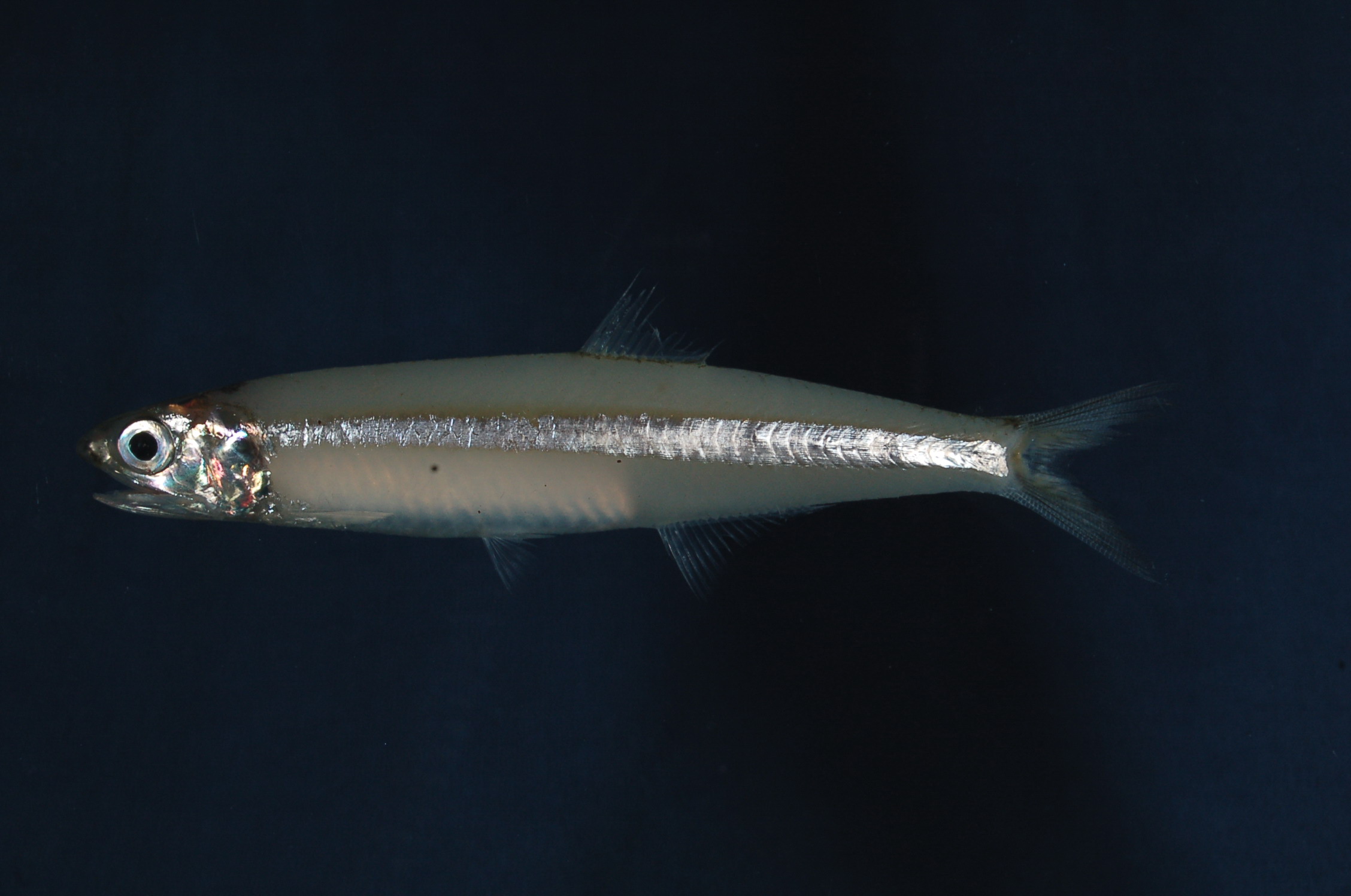 Stolephorus indicus (van Hasselt, 1823)